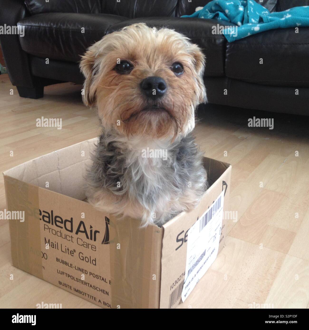 Dog in a box hi-res stock photography and images - Alamy