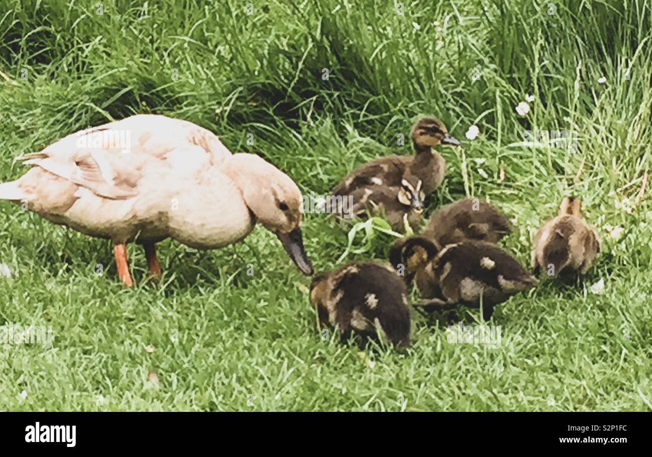 Mama and her brood Stock Photo - Alamy
