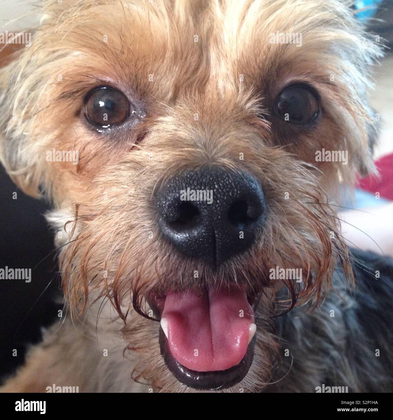 Yorkshire terrier smiling Stock Photo - Alamy