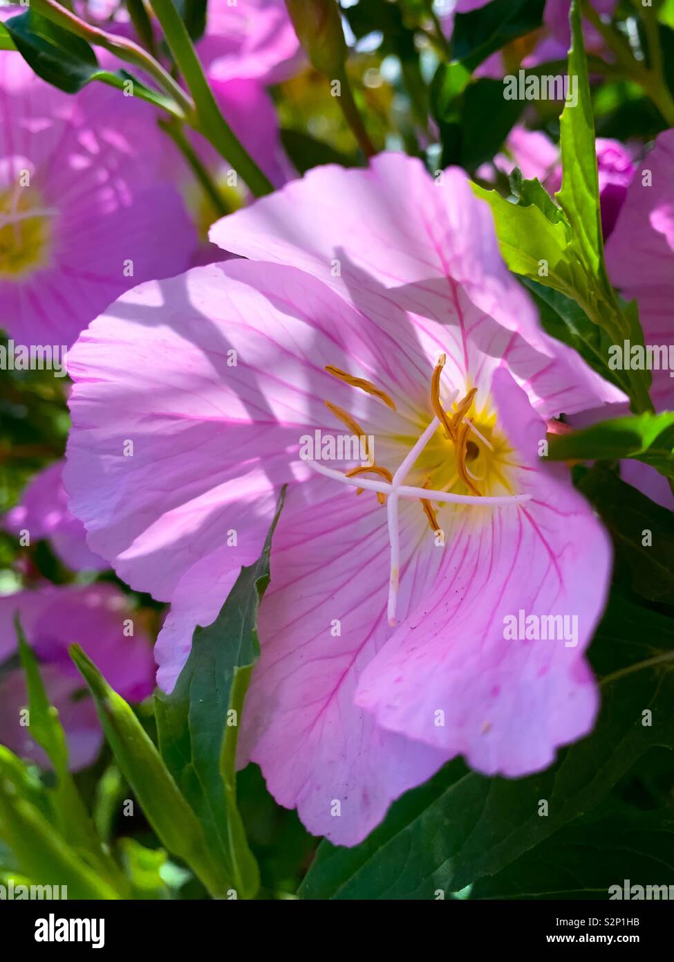 Primrose pink hi-res stock photography and images - Alamy