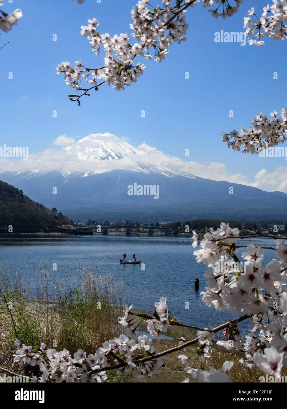 Mount Fuji, Japan in spring Stock Photo - Alamy