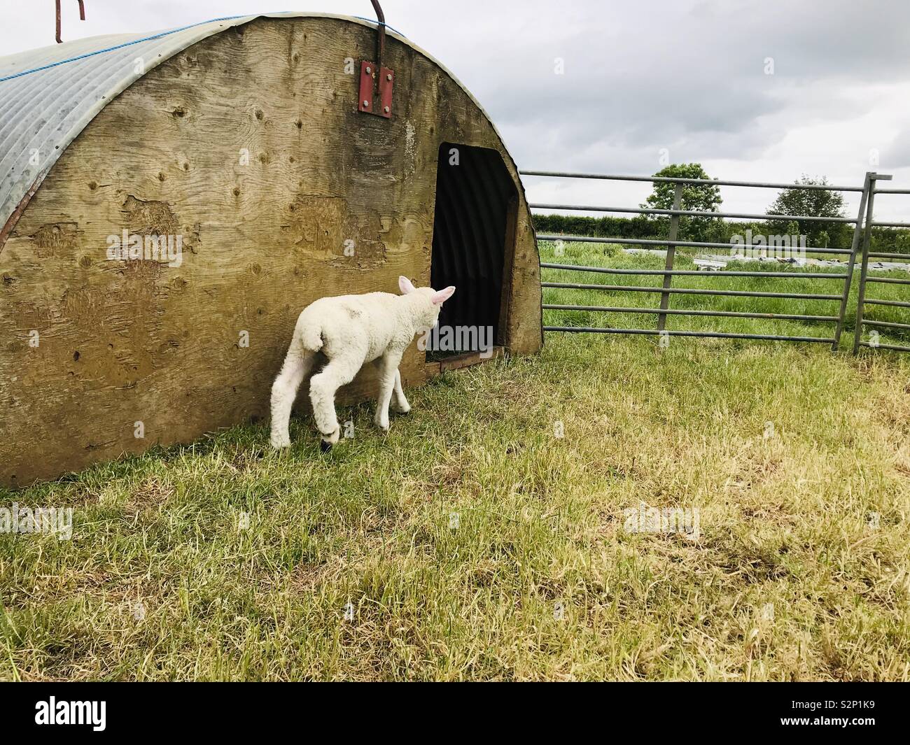 Lamb english countryside spring hi-res stock photography and images - Alamy