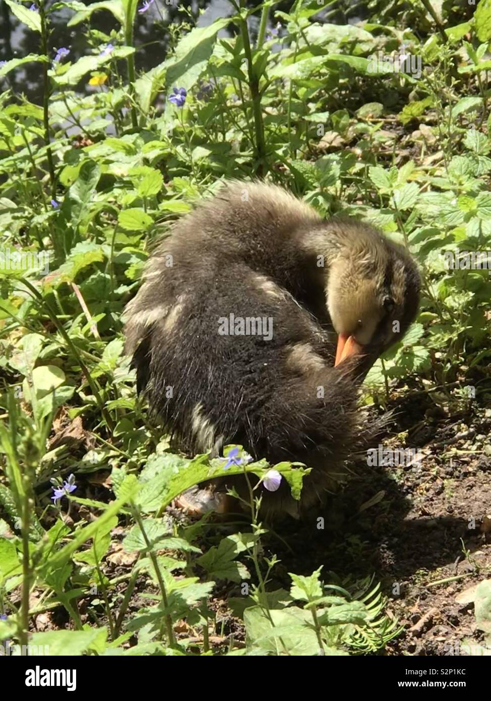 Fluffy duckling hi-res stock photography and images - Alamy