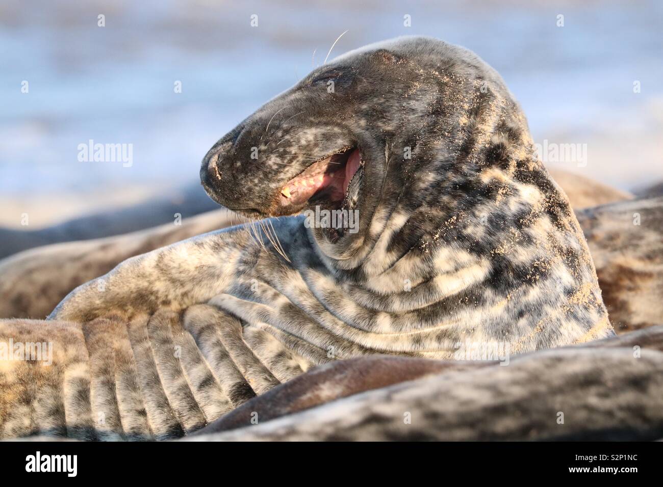 Seal pup yawning hi-res stock photography and images - Alamy