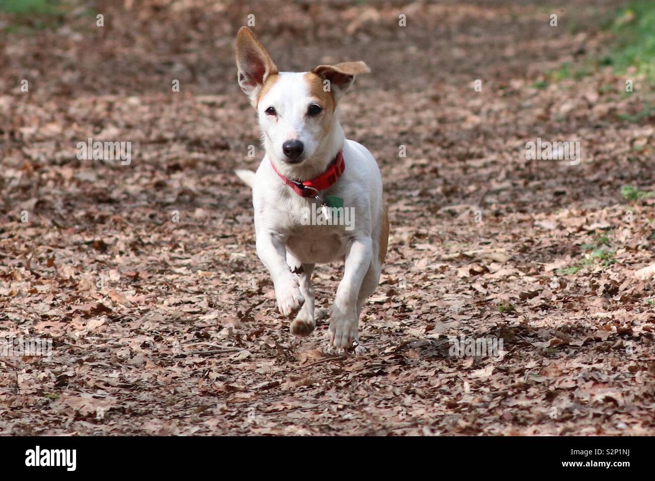 Jack Russell walks Stock Photo - Alamy