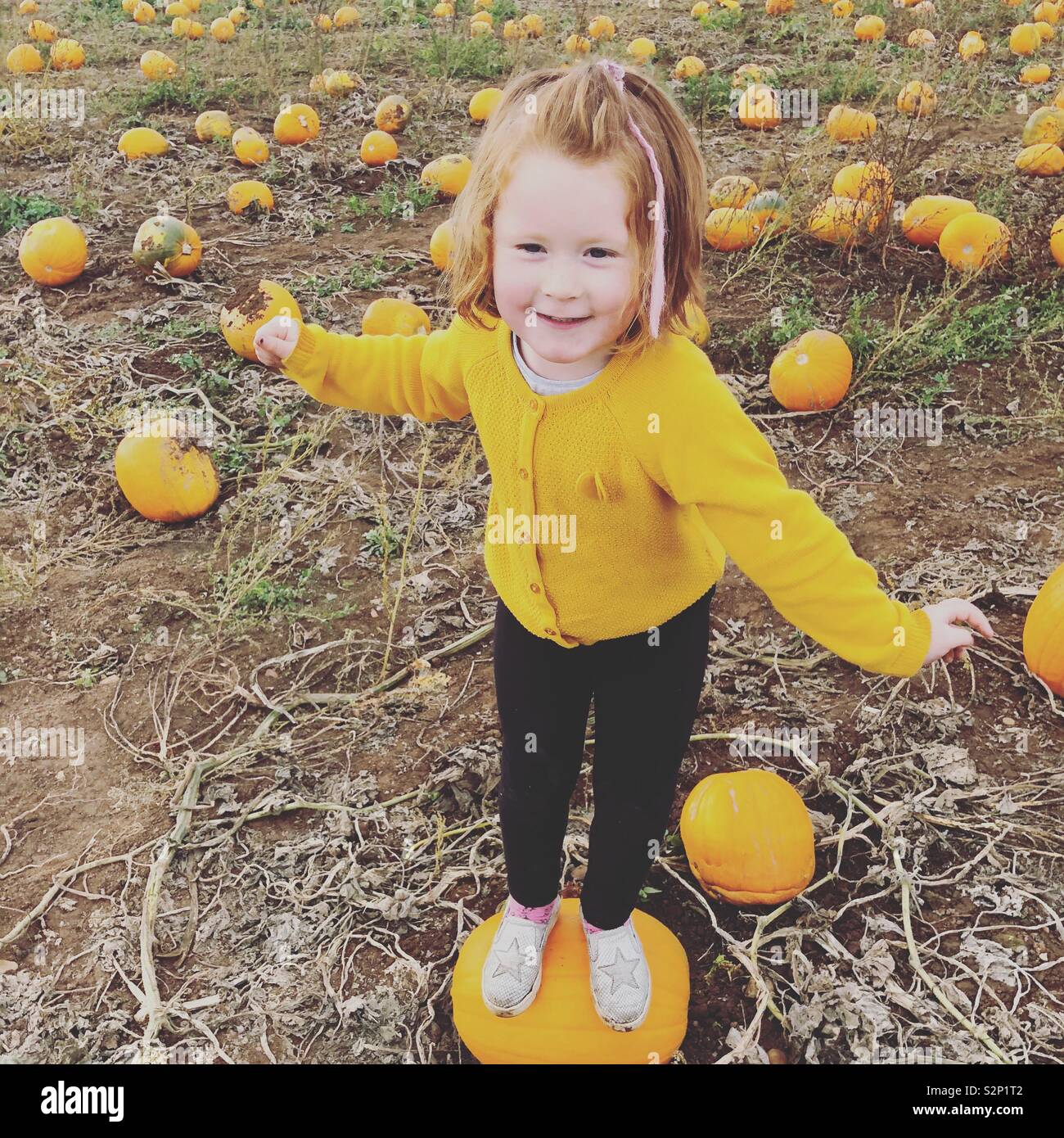 Little girl in a pumpkin patch Stock Photo - Alamy