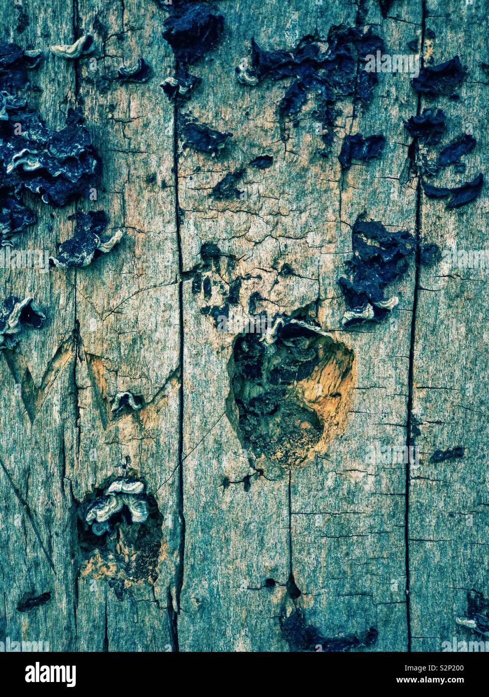 Fungus on dead tree hi-res stock photography and images - Alamy