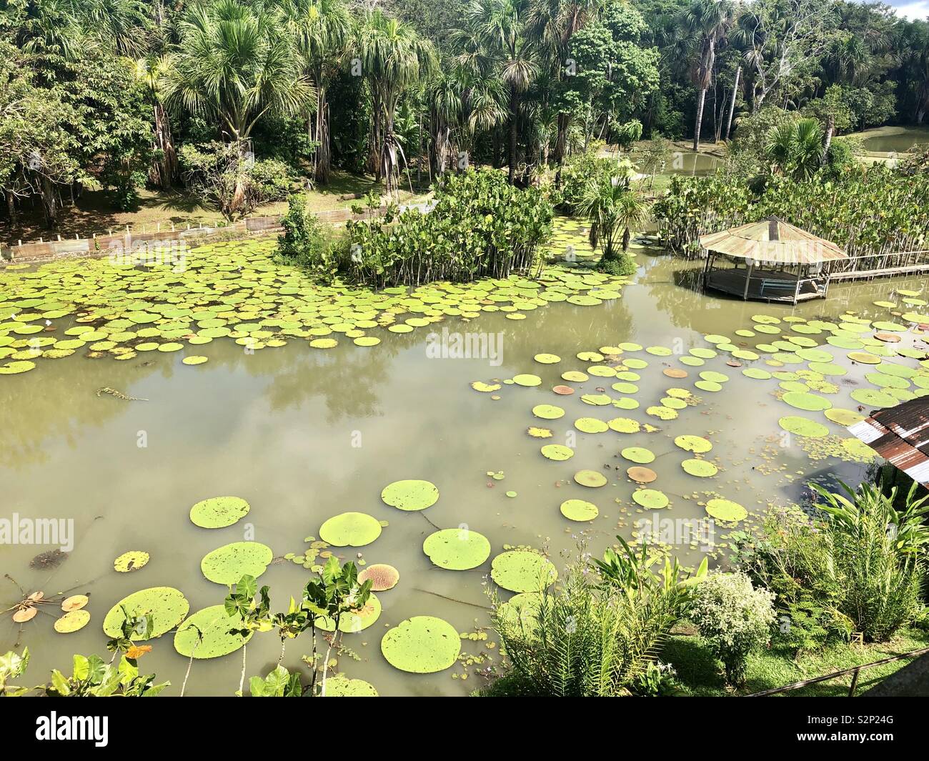Amazon pond hi-res stock photography and images - Alamy
