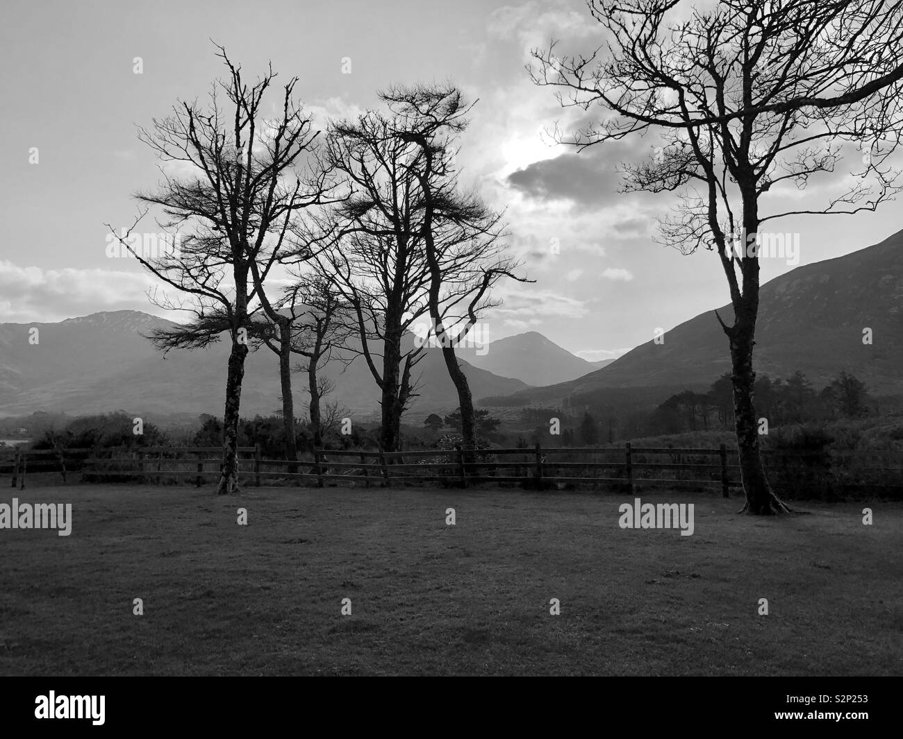 Winter trees in Connemara, Ireland Stock Photo - Alamy