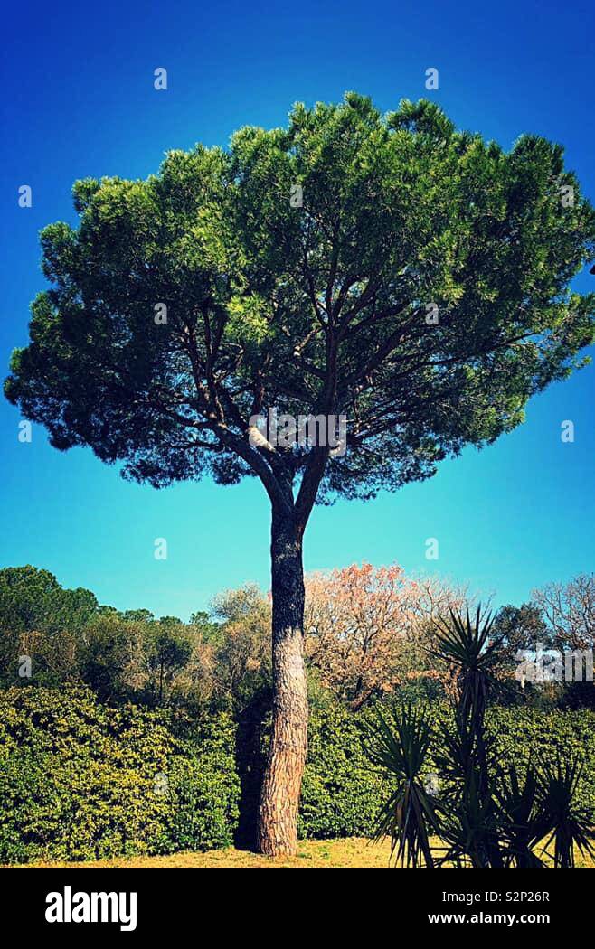 Albero tree hi-res stock photography and images - Alamy