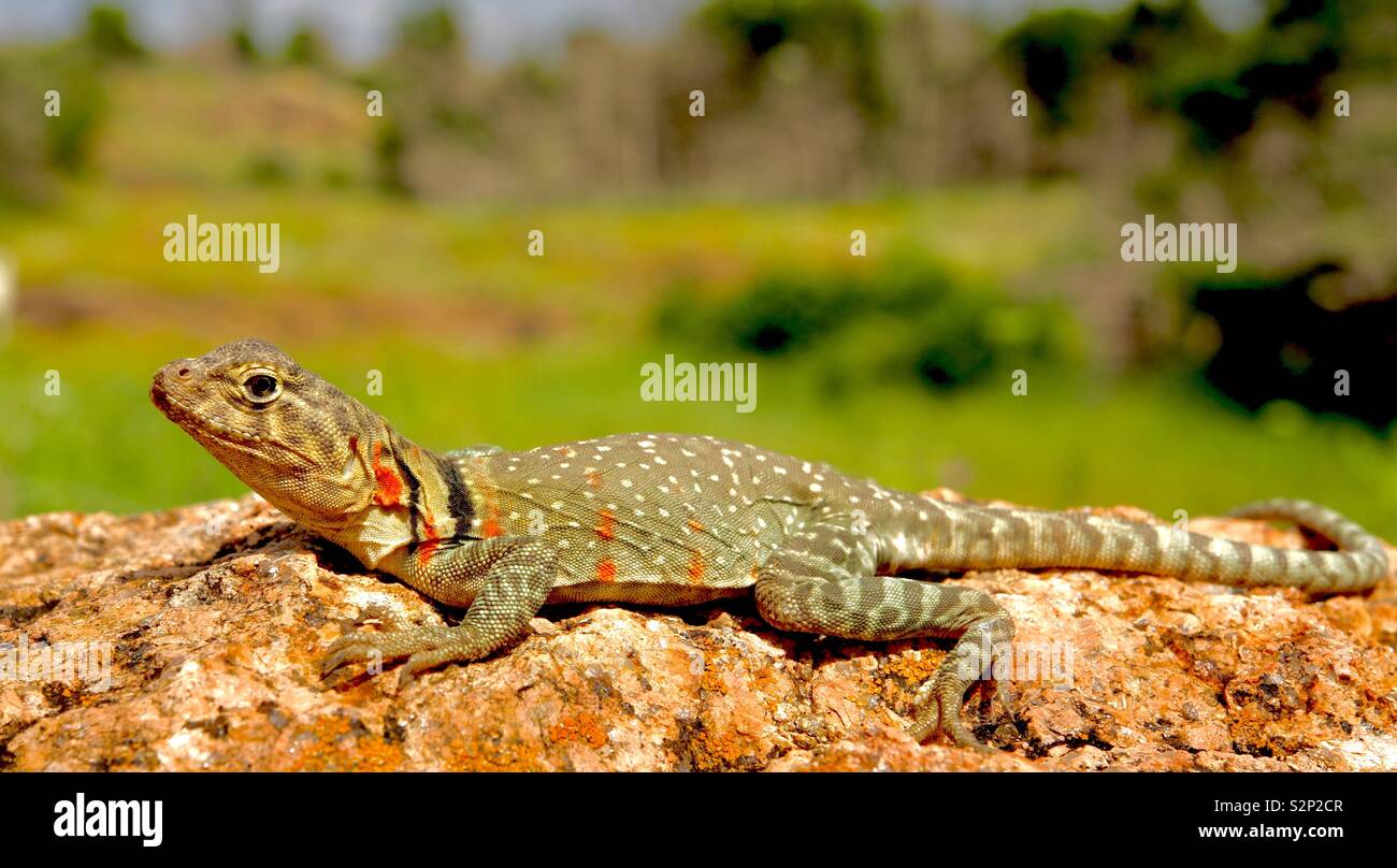 Yellow Spotted Lizard Camp Green Lakes