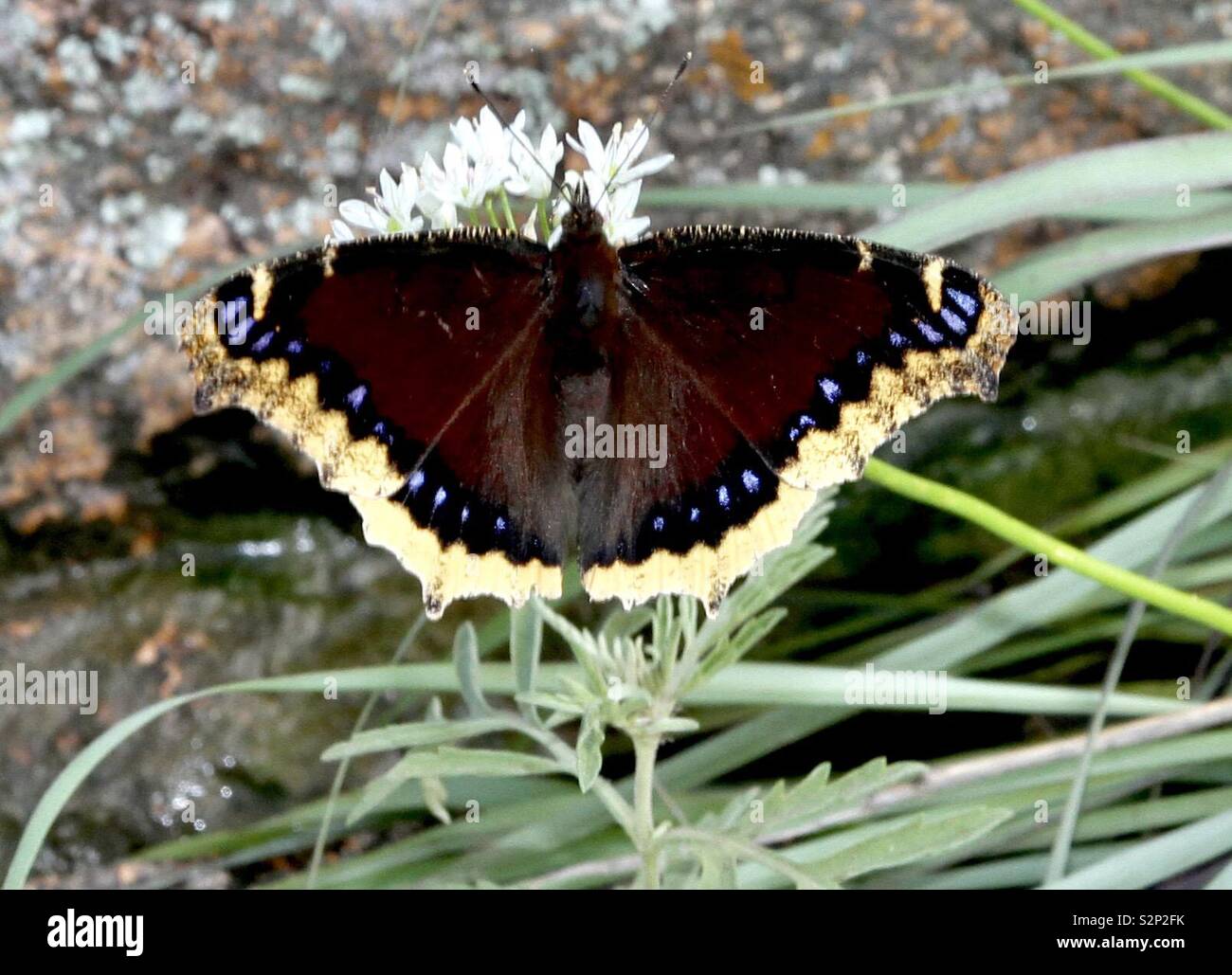 Mourning cloak butterfly hi-res stock photography and images - Alamy