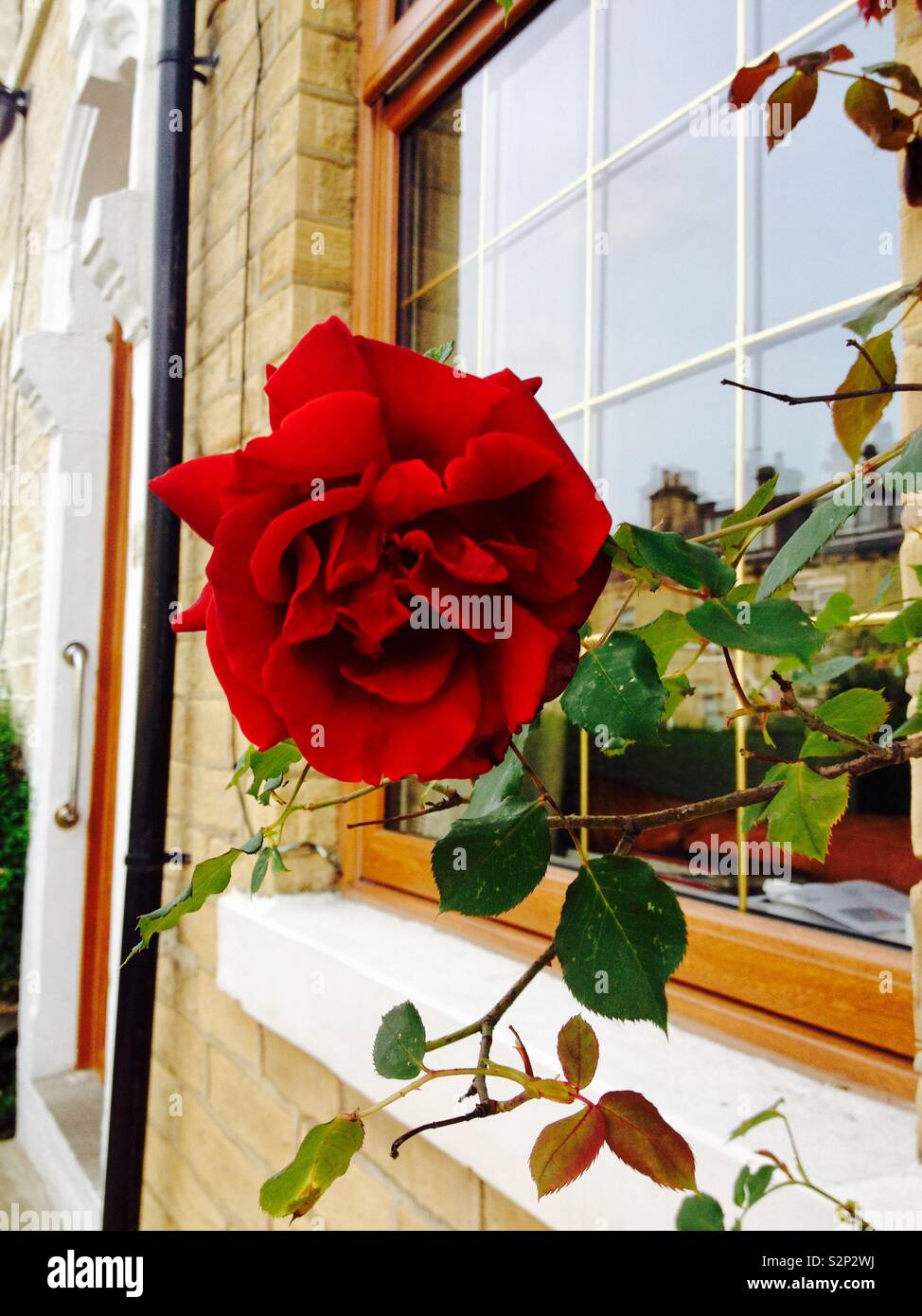 Stunning red rose hi-res stock photography and images - Alamy