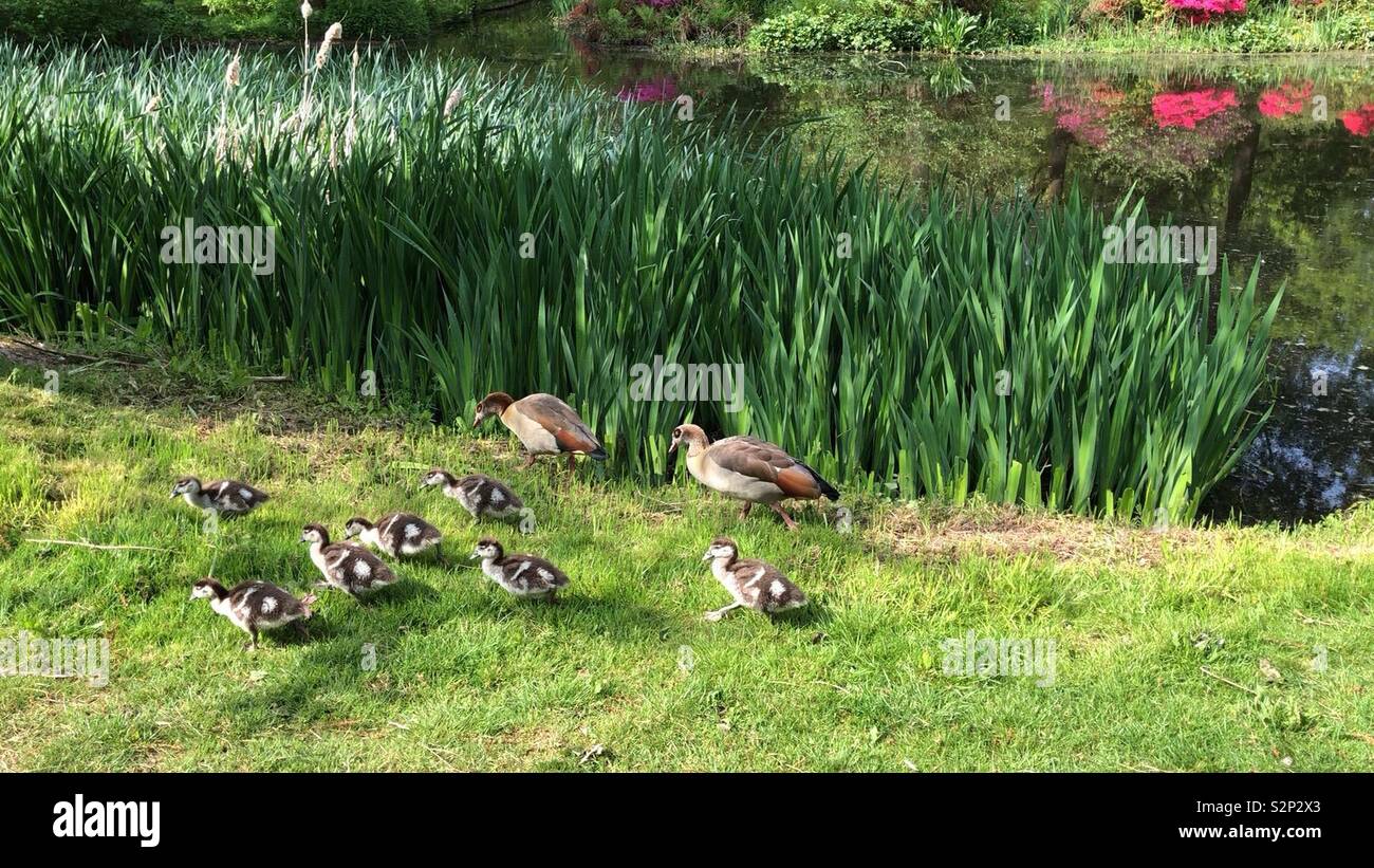 Royal goose hi-res stock photography and images - Alamy