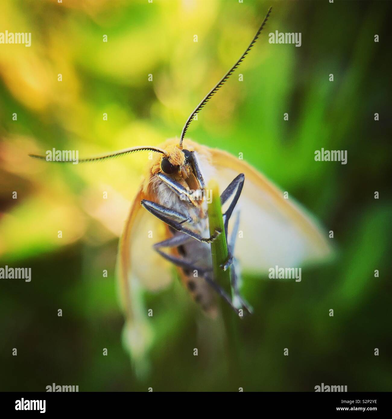 Delicate Cycnia moth Stock Photo - Alamy