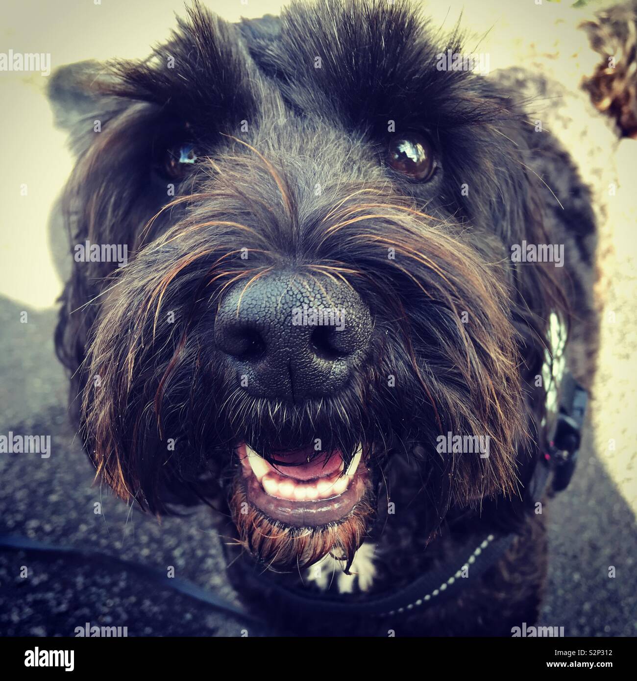 Happy Cockapoo High Resolution Stock Photography and Images - Alamy