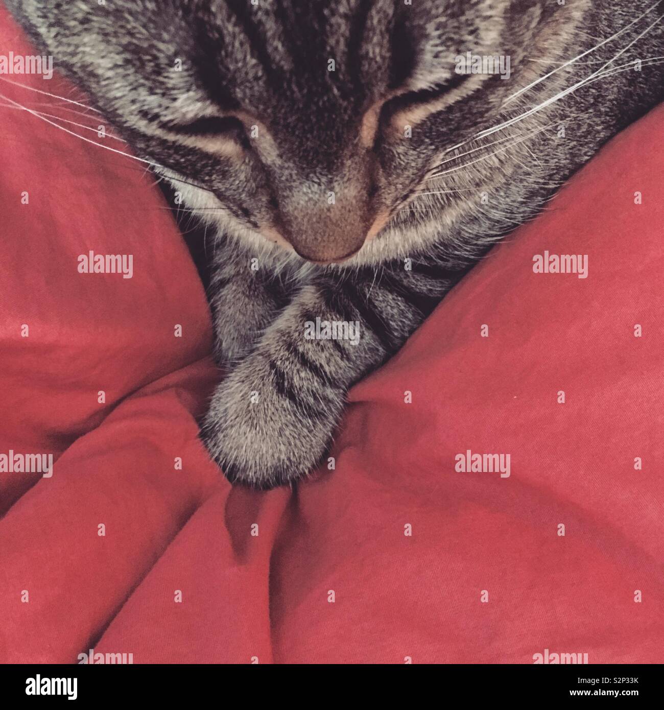 Cat paws face hi-res stock photography and images - Alamy