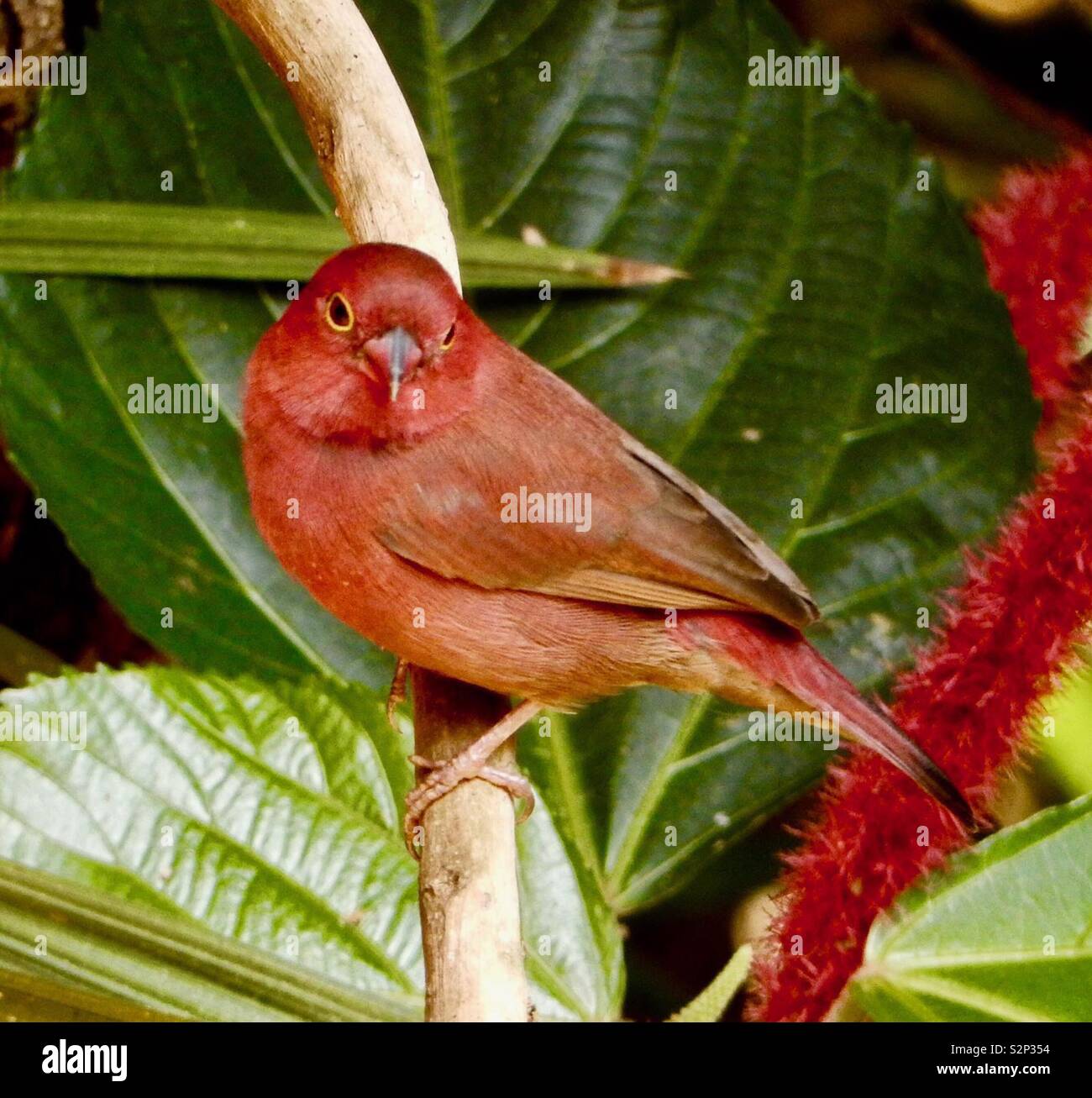 Fire Finch High Resolution Stock Photography and Images - Alamy