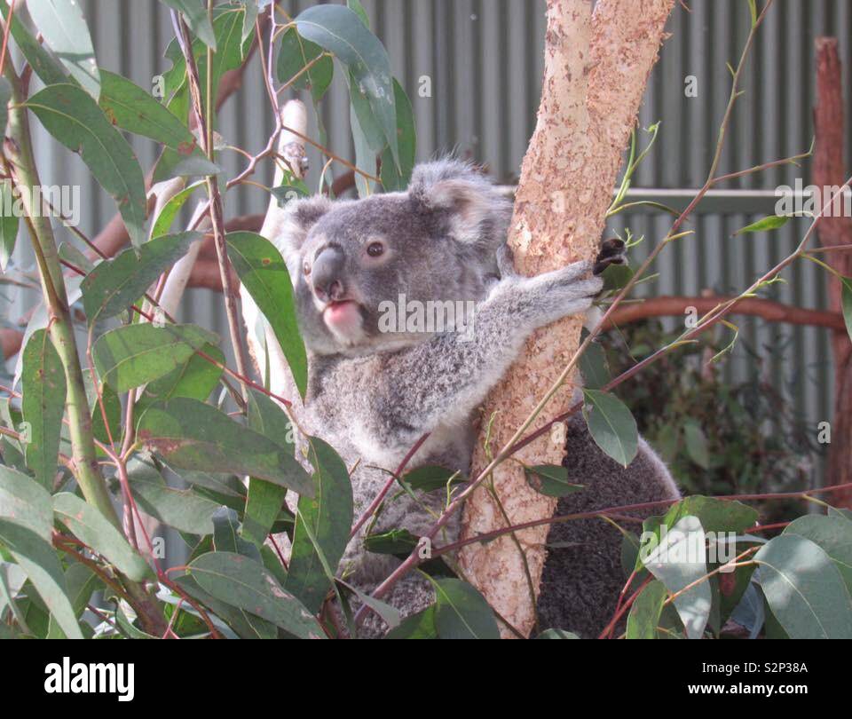 Koala chilling hi-res stock photography and images - Alamy