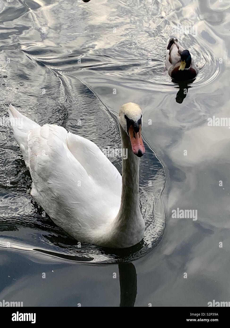 Swan duck hi-res stock photography and images - Alamy