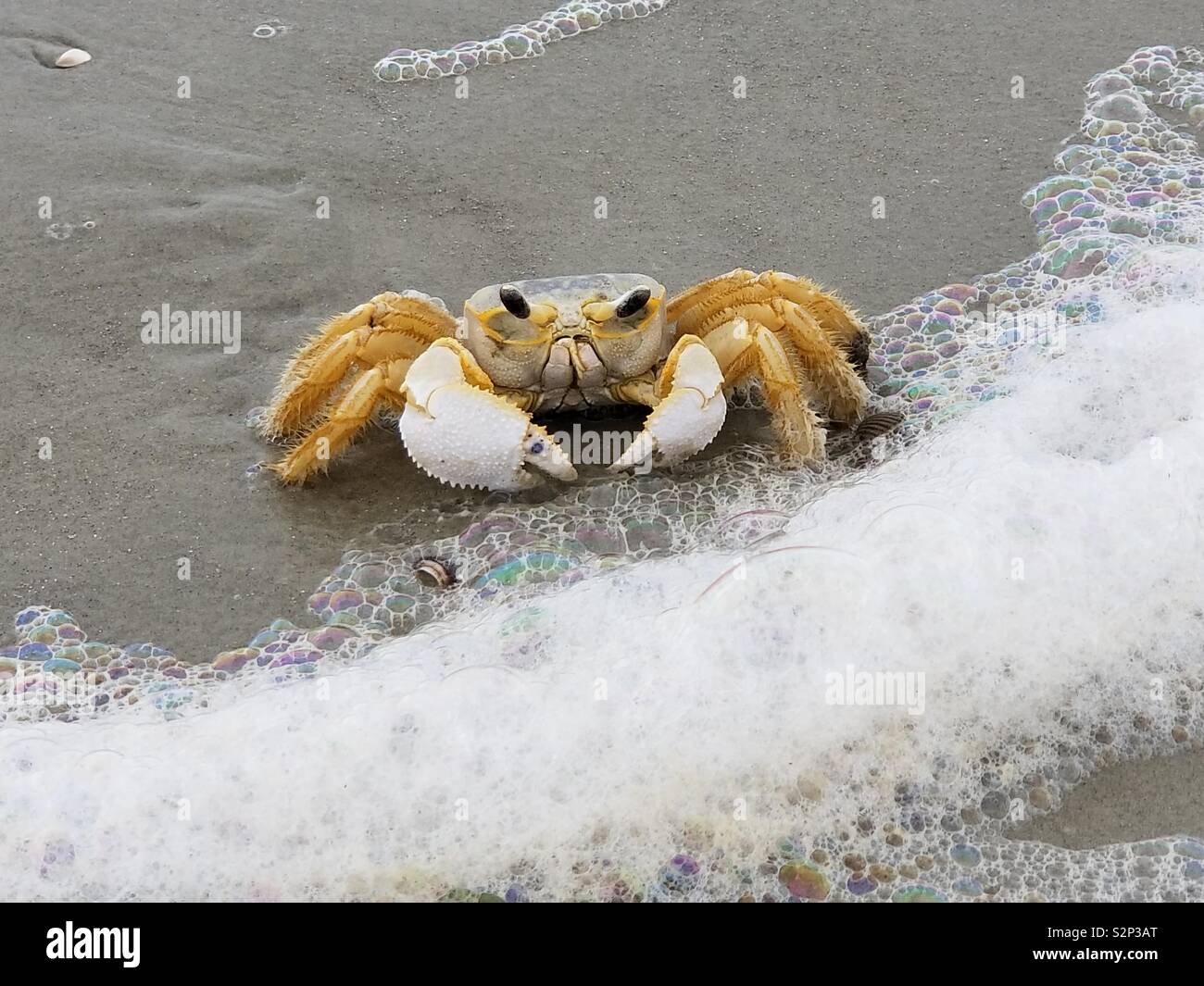 Crabby hi-res stock photography and images - Alamy