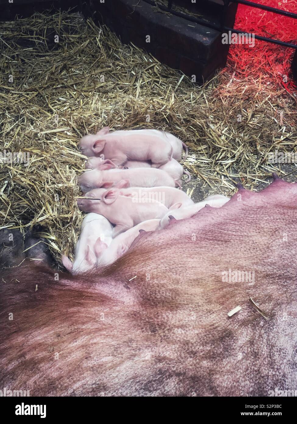 8 Piglets High Resolution Stock Photography and Images - Alamy