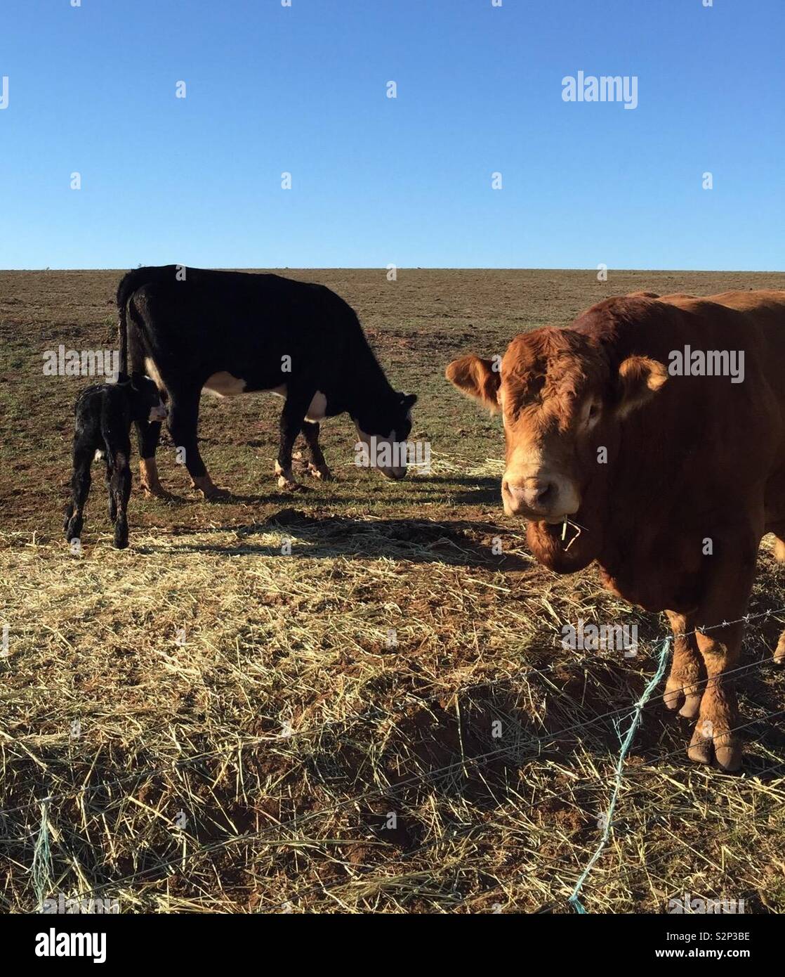 Family of cows Stock Photo - Alamy