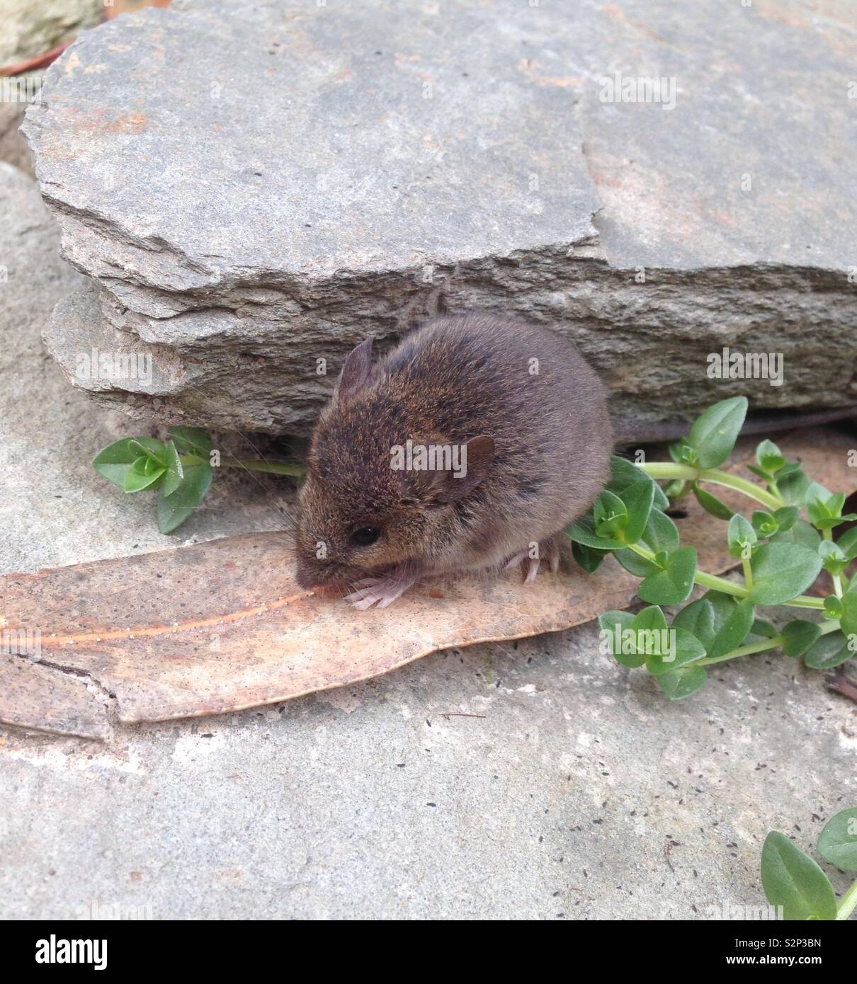 Scared mouse hi-res stock photography and images - Alamy