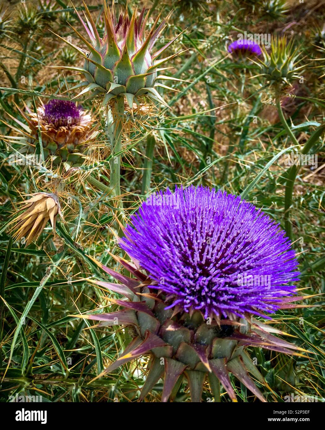 Giant thistle hi-res stock photography and images - Alamy