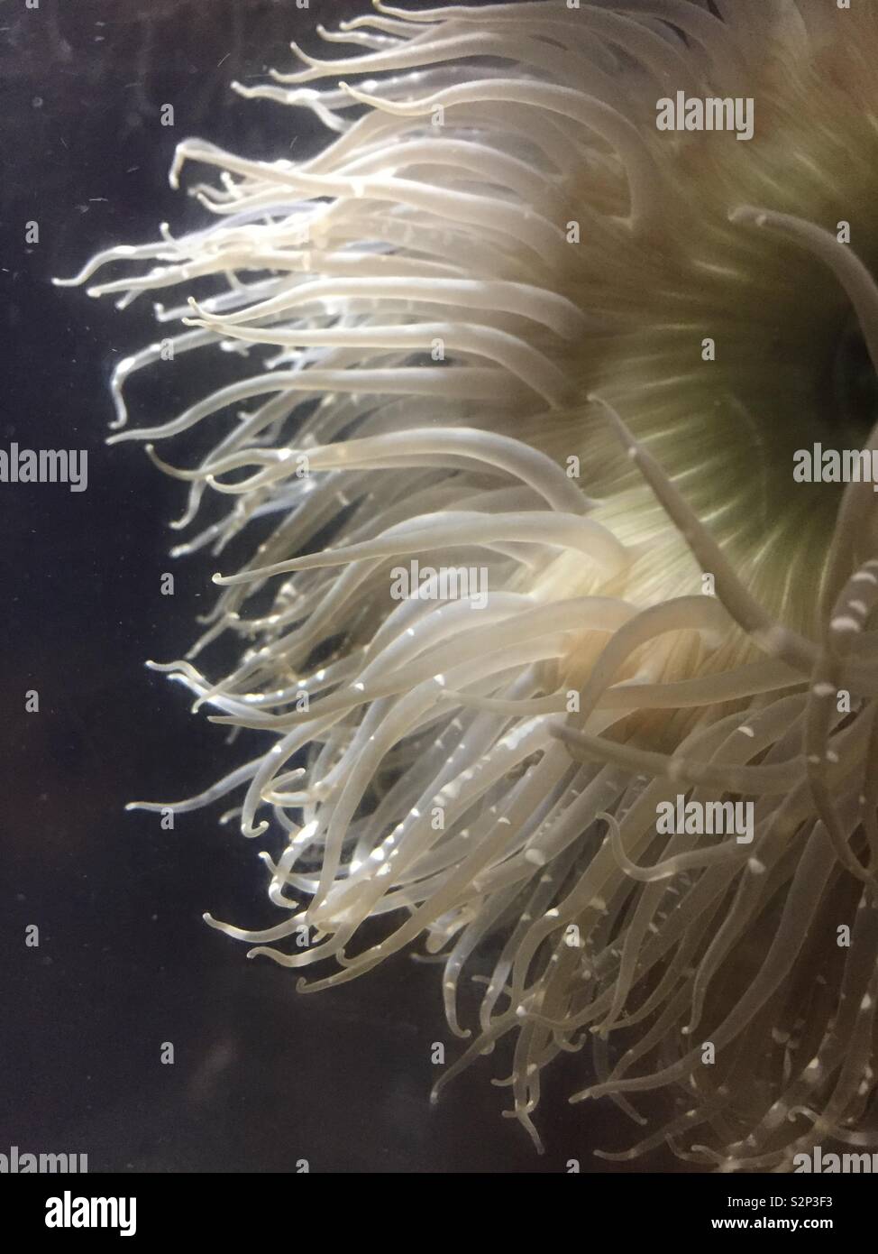 Sea Tree at Sea Stock Photo - Alamy