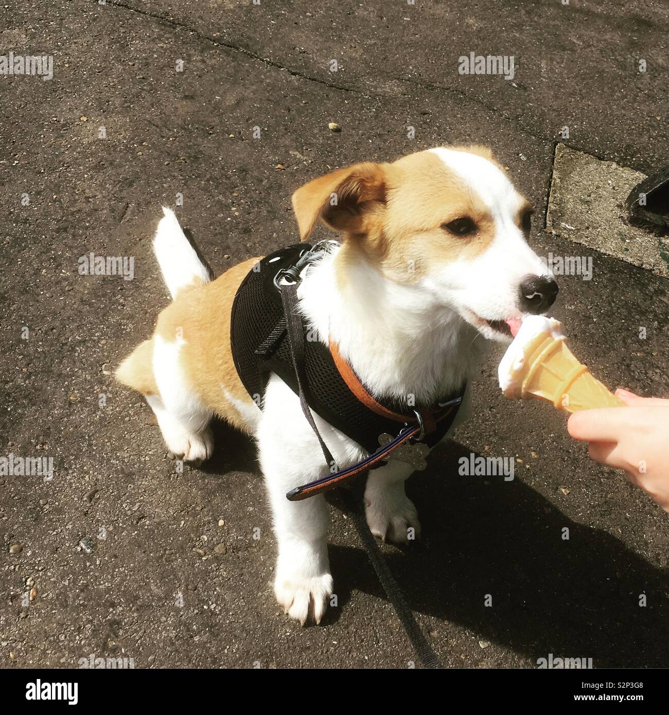 Puppy eating ice cream Stock Photo - Alamy