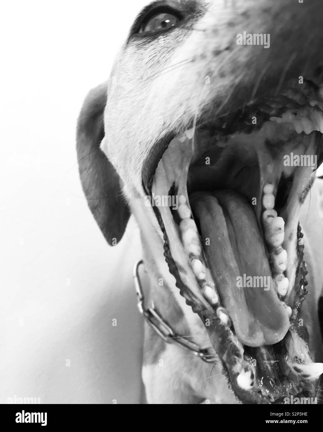 Denti cane hi-res stock photography and images - Alamy