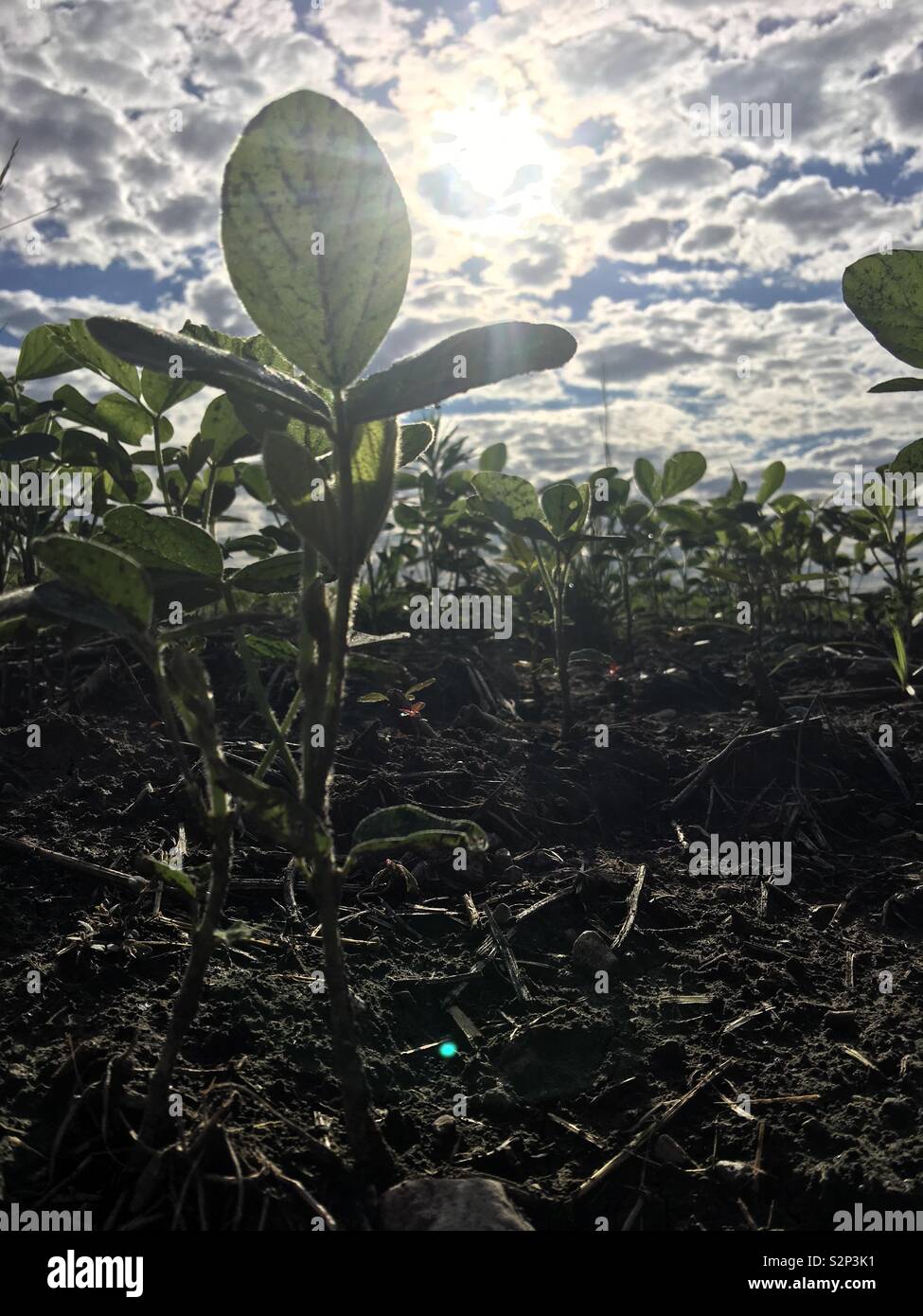 Sunrise In The Bean Field Stock Photo - Alamy