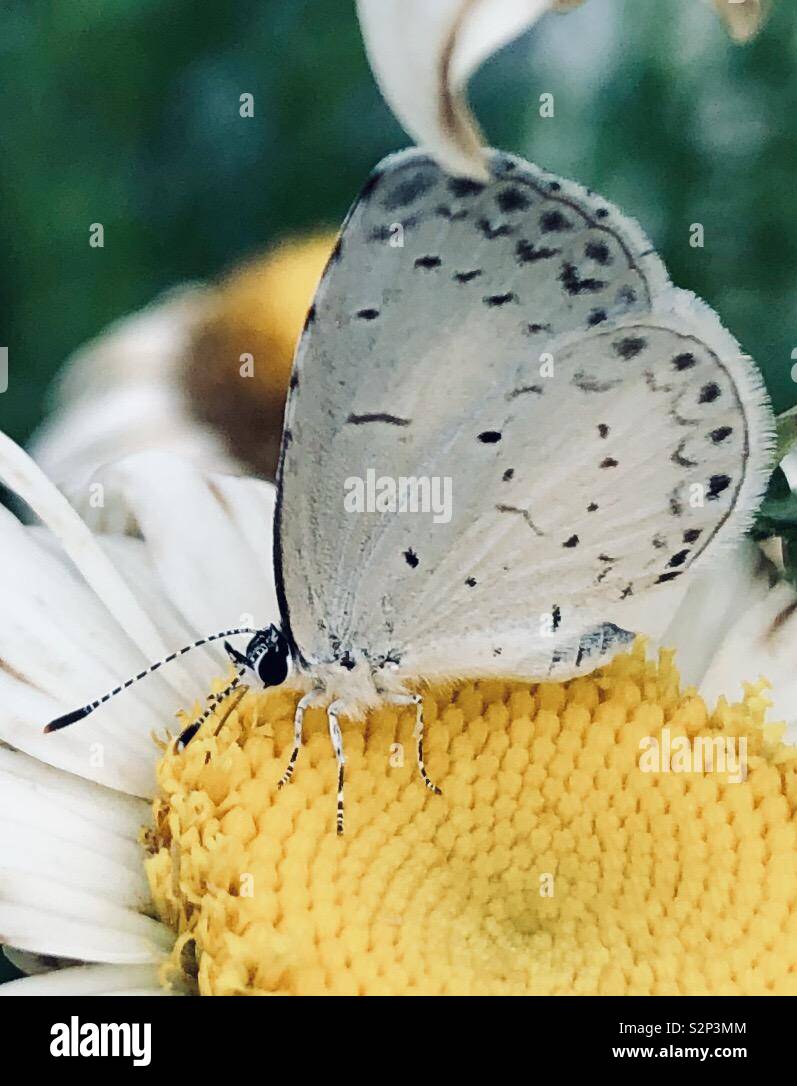 Grey butterfly hi-res stock photography and images - Alamy