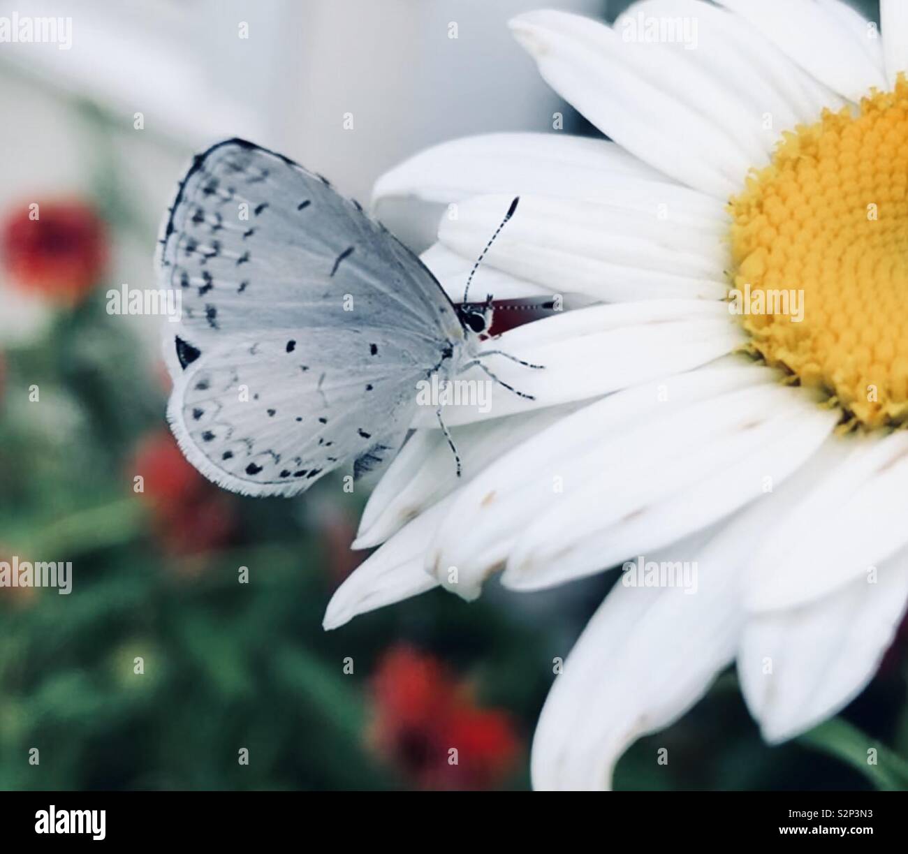 Grey butterfly hi-res stock photography and images - Alamy