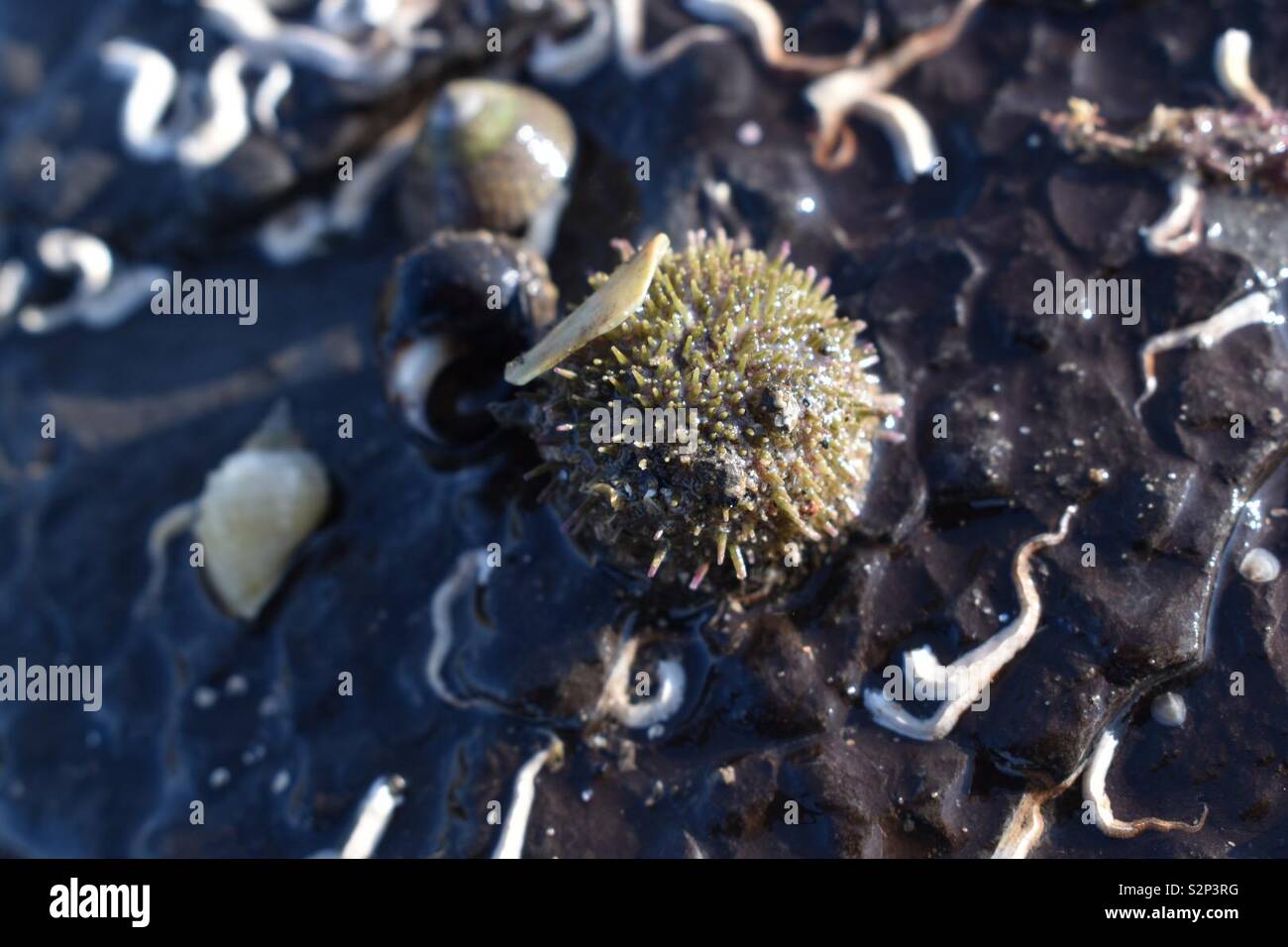 Sea Urchin on coast Stock Photo - Alamy