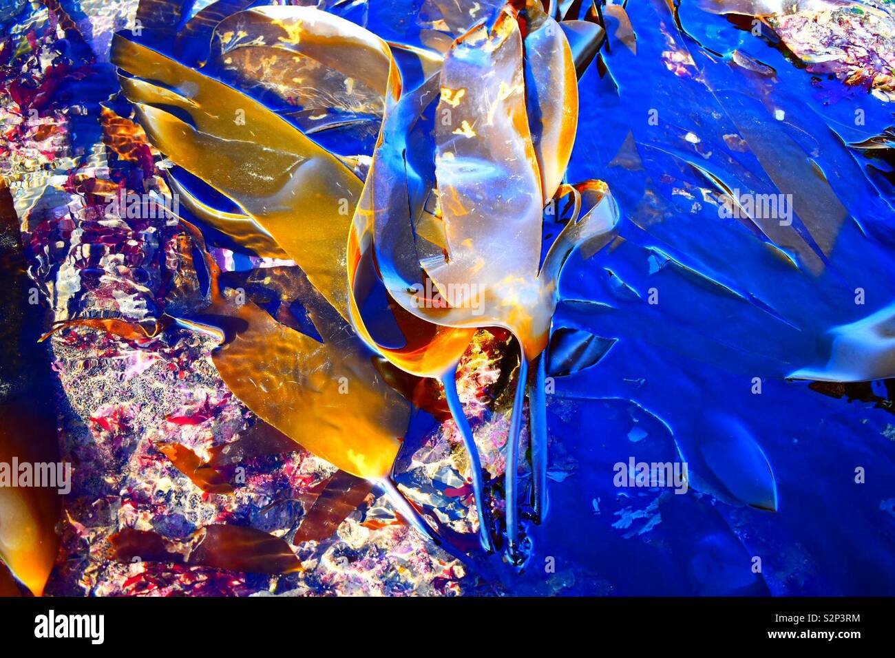Seaweed in vivid blue Stock Photo - Alamy