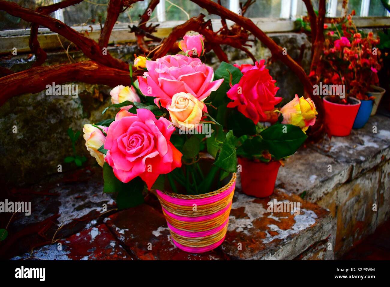 Roses in a plant pot Stock Photo - Alamy