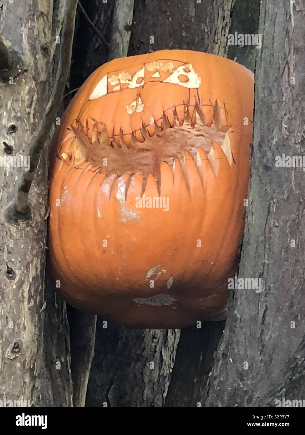 Pumpkin in a tree Stock Photo - Alamy