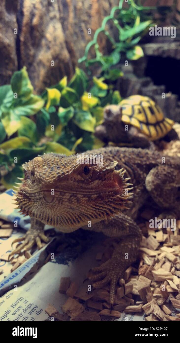 Goliath dragon hi-res stock photography and images - Alamy