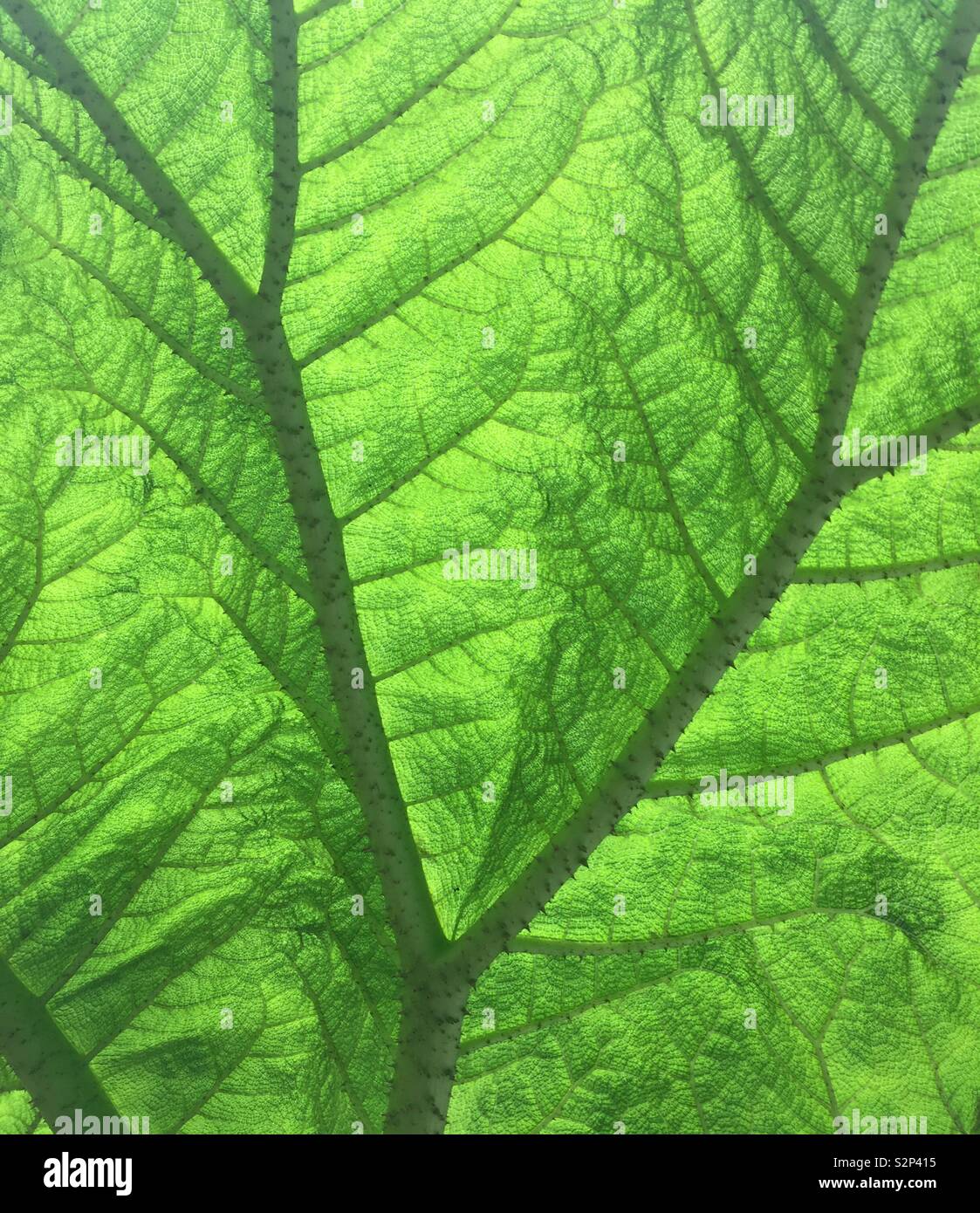 Underside of a large leaf Stock Photo - Alamy