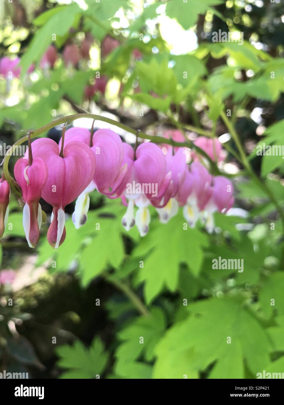 Early spring Bleeding Heart bloom Stock Photo - Alamy