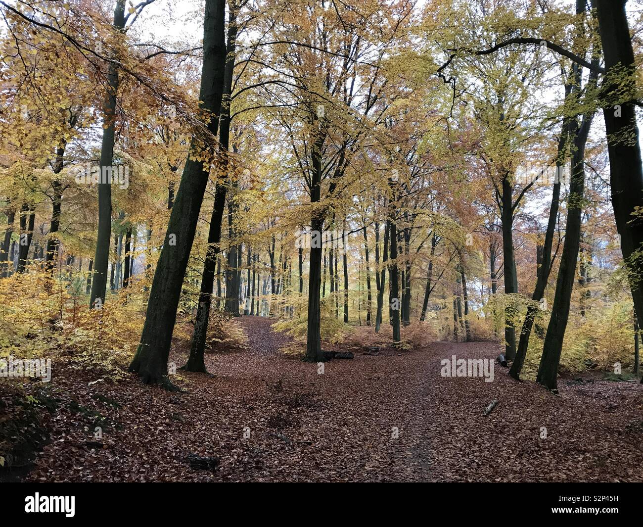 Danish Forest High Resolution Stock Photography and Images - Alamy