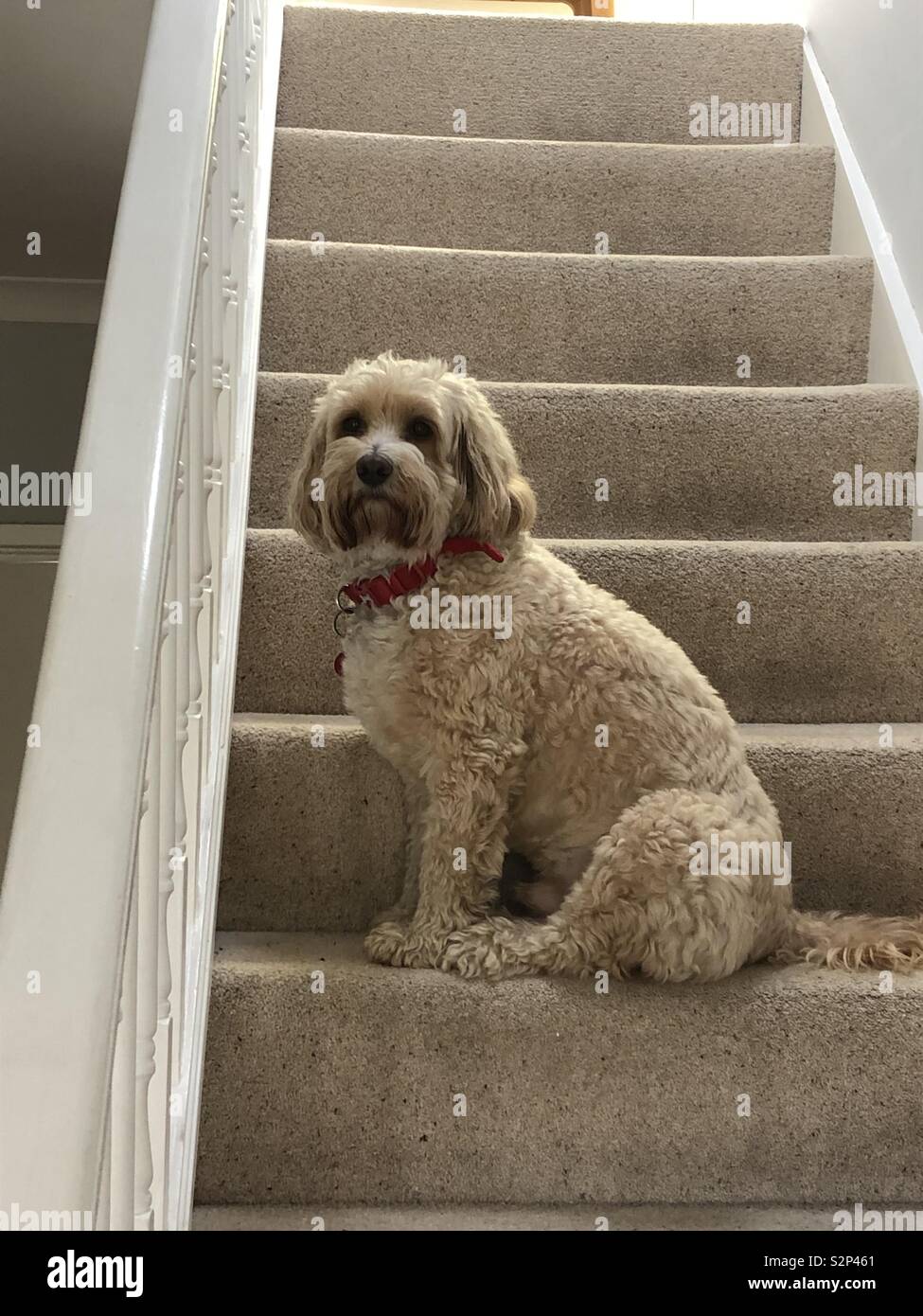 Cute Cockapoo sitting on stairs looking at camera Stock Photo - Alamy