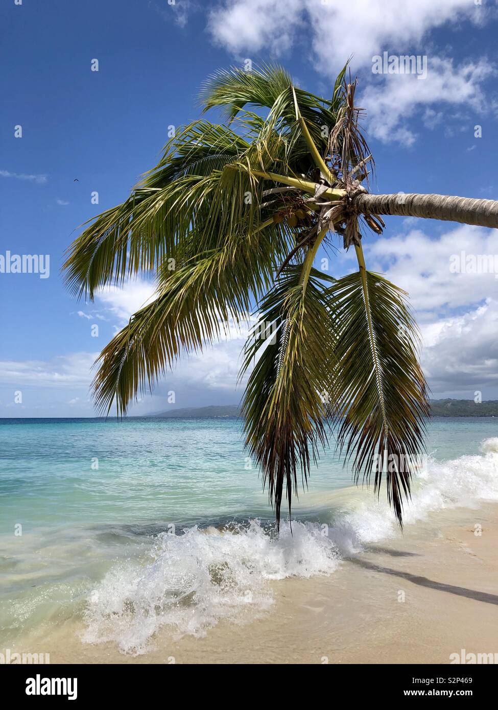 Palm tree in paradise Stock Photo - Alamy