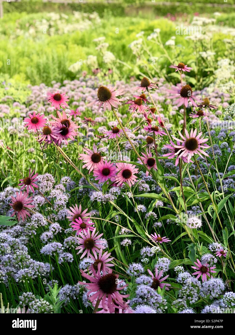Chicago Wild Flowers High Resolution Stock Photography and Images - Alamy