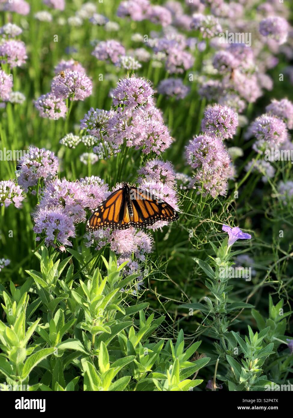Chicago insects hi-res stock photography and images - Alamy