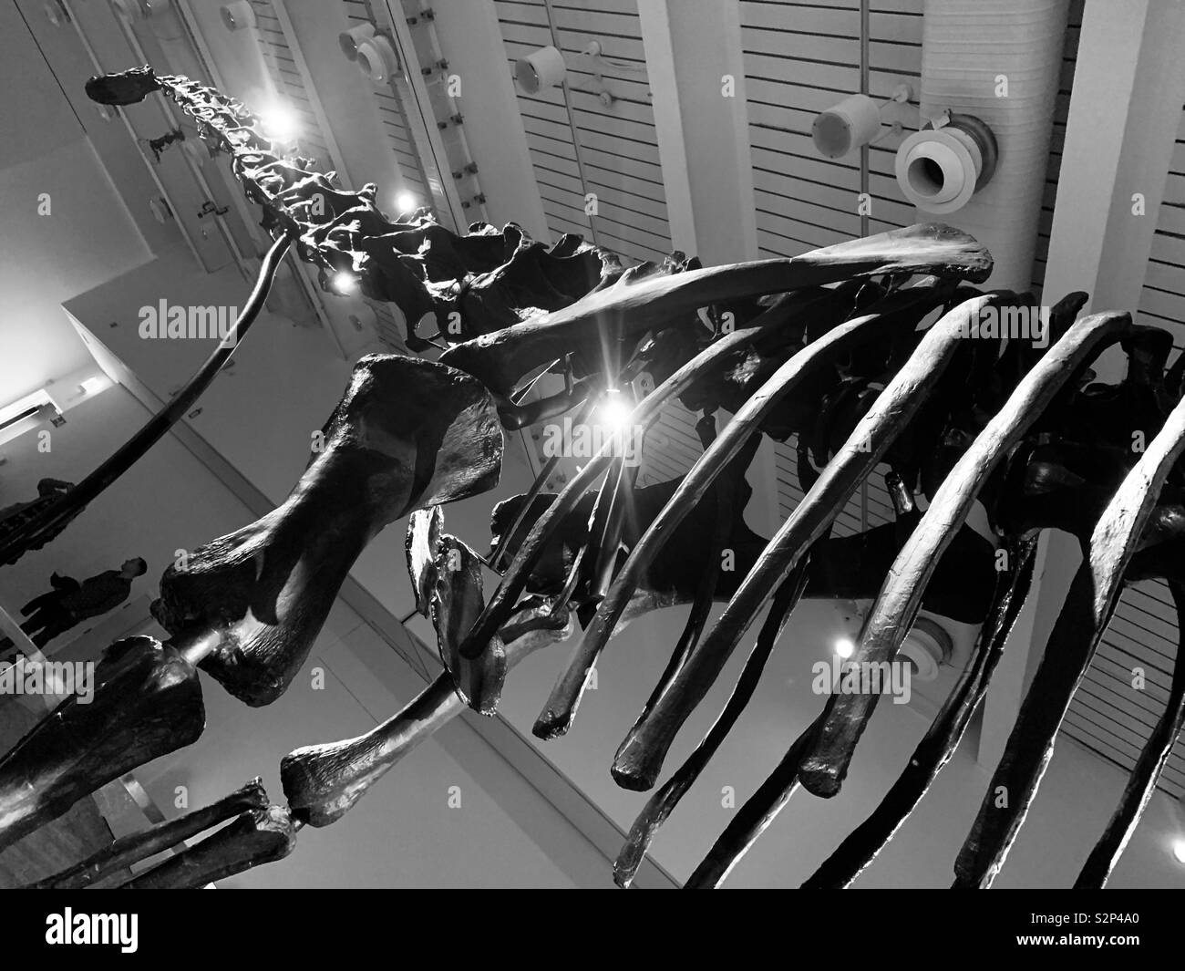 Dippy diplodocus in b&w Stock Photo - Alamy