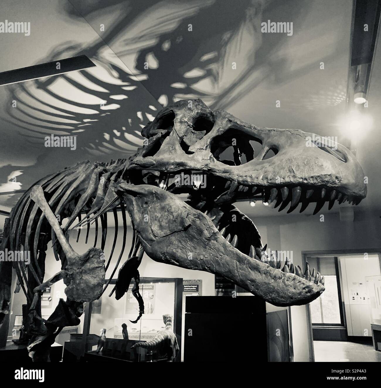 Dinosaur shadow hi-res stock photography and images - Alamy