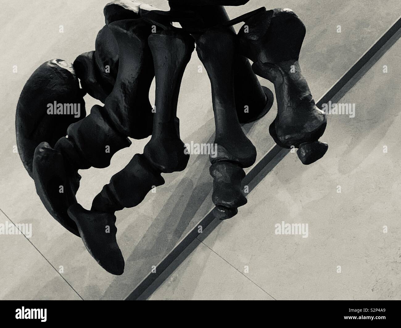 Diplodocus fossil hi-res stock photography and images - Alamy